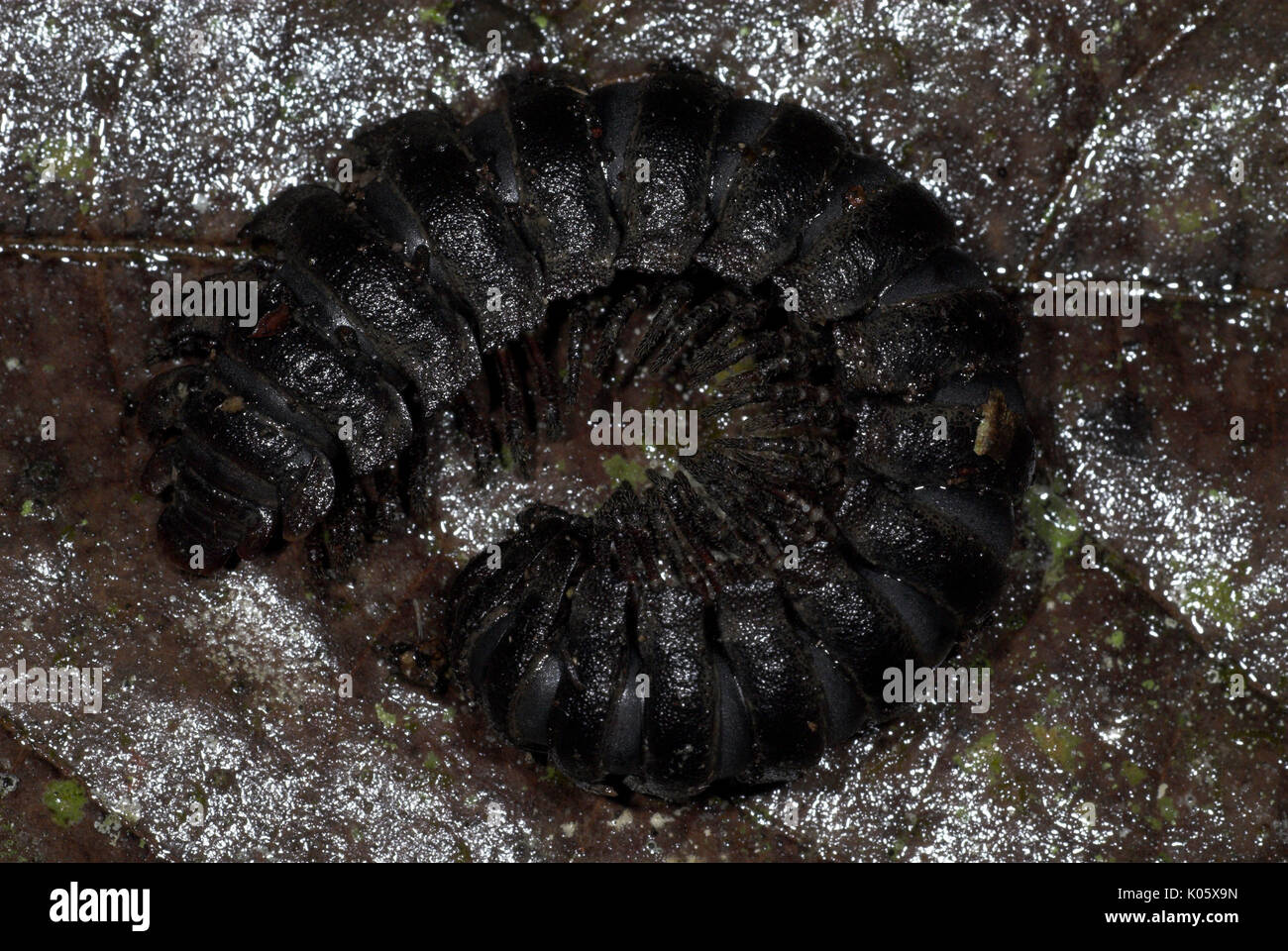 Flat Back Millipede, Barydesmus sp., Manu, Peru, Jungle, Amazon ...