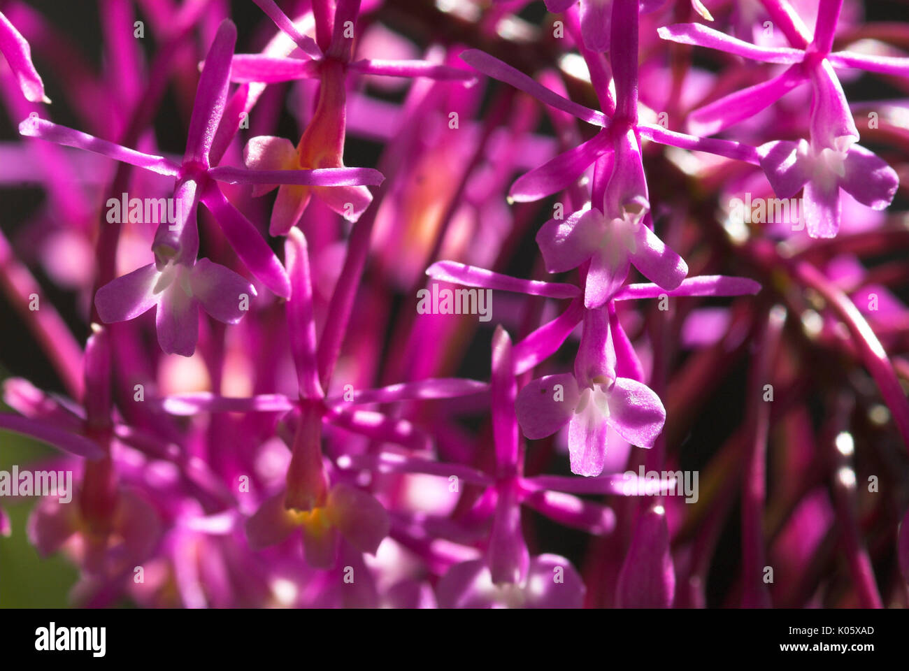 Colourful pink animals hi-res stock photography and images - Alamy