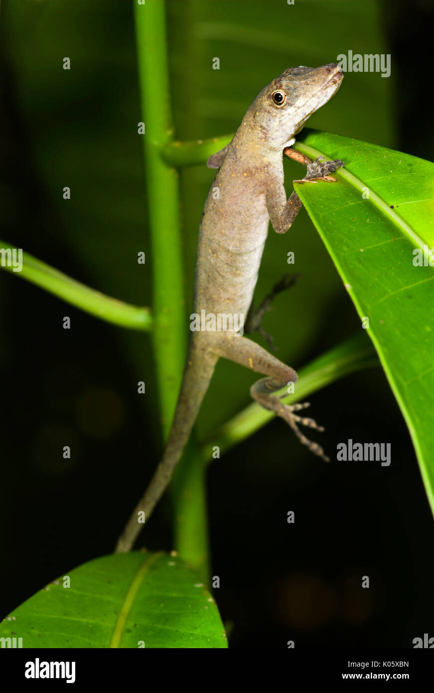 Common Forest Anole, Amazon Forest Anole. Norops trachyderma, Iquitos ...