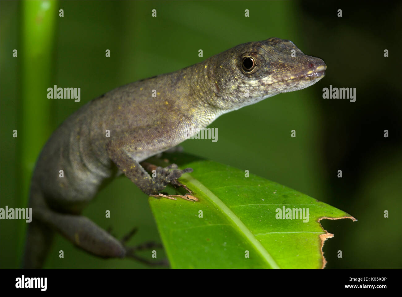 Common Forest Anole, Amazon Forest Anole. Norops trachyderma, Iquitos ...