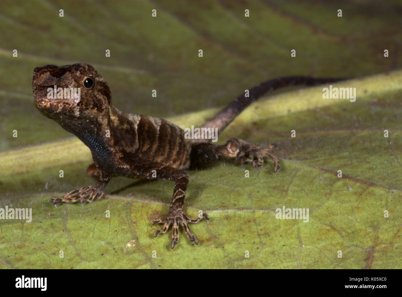 Lizard back hi-res stock photography and images - Alamy