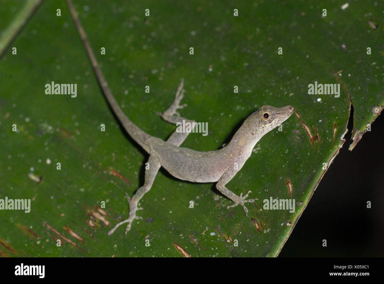 Slender or Brown Eared Anole, Anolis fuscoauratus, Iquitos, Northern ...