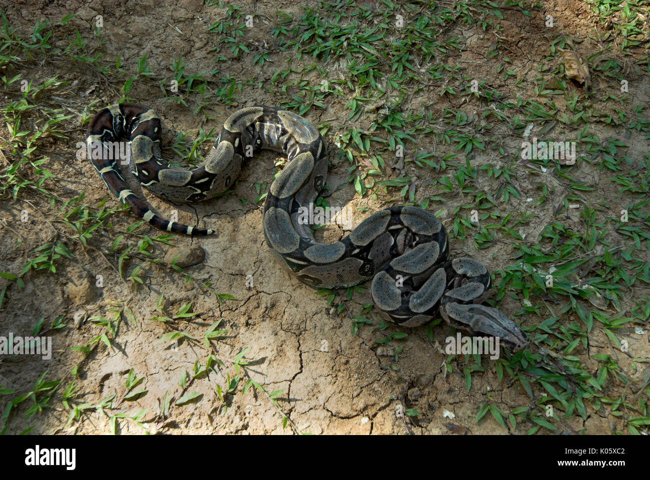 Boa Constrictor, Boa constrictor, Iquitos, Peru, kills by constriction ...