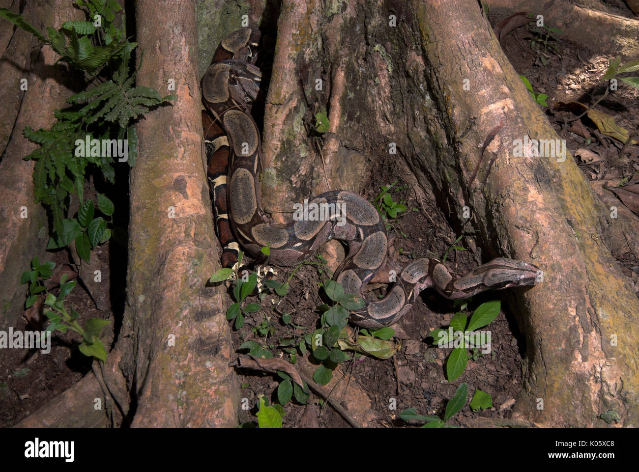 Boa Constrictor, Boa constrictor, Iquitos, Peru, kills by constriction ...