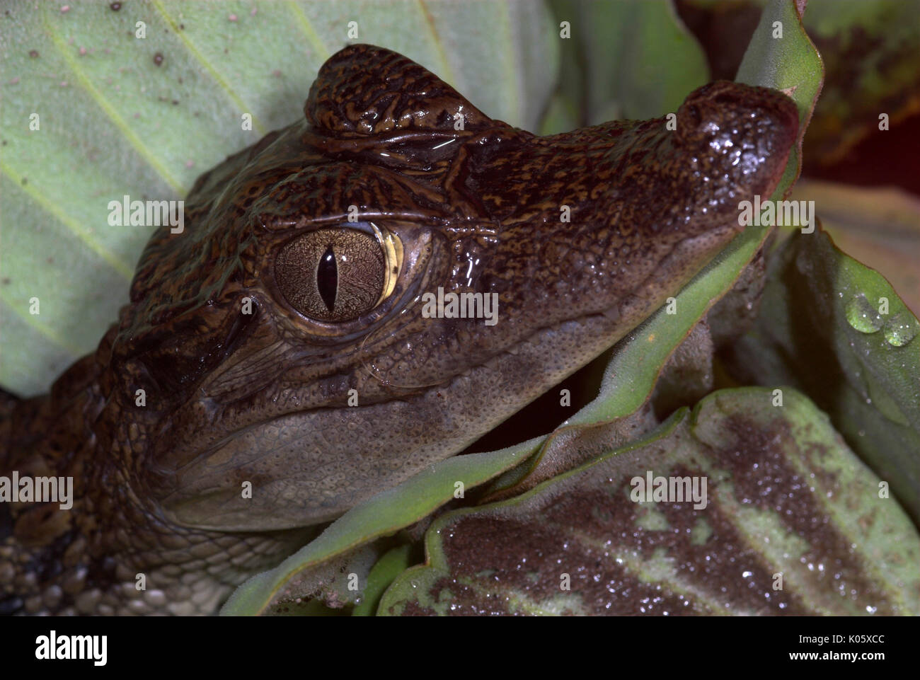 Spectacled Caimen, Caiman crocodilus, Iquitos, Northern Peru, nocturnal ...
