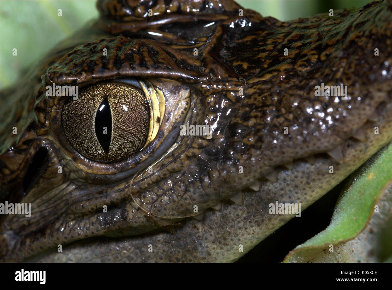 Spectacled Caimen, Caiman crocodilus, Iquitos, Northern Peru, nocturnal ...