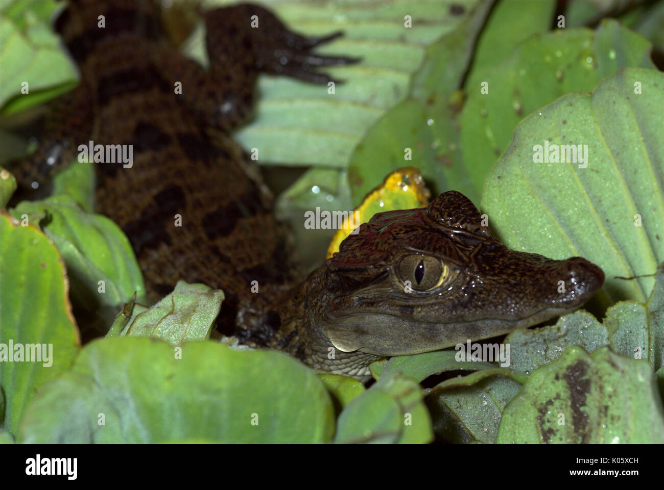 Caimen hi-res stock photography and images - Alamy