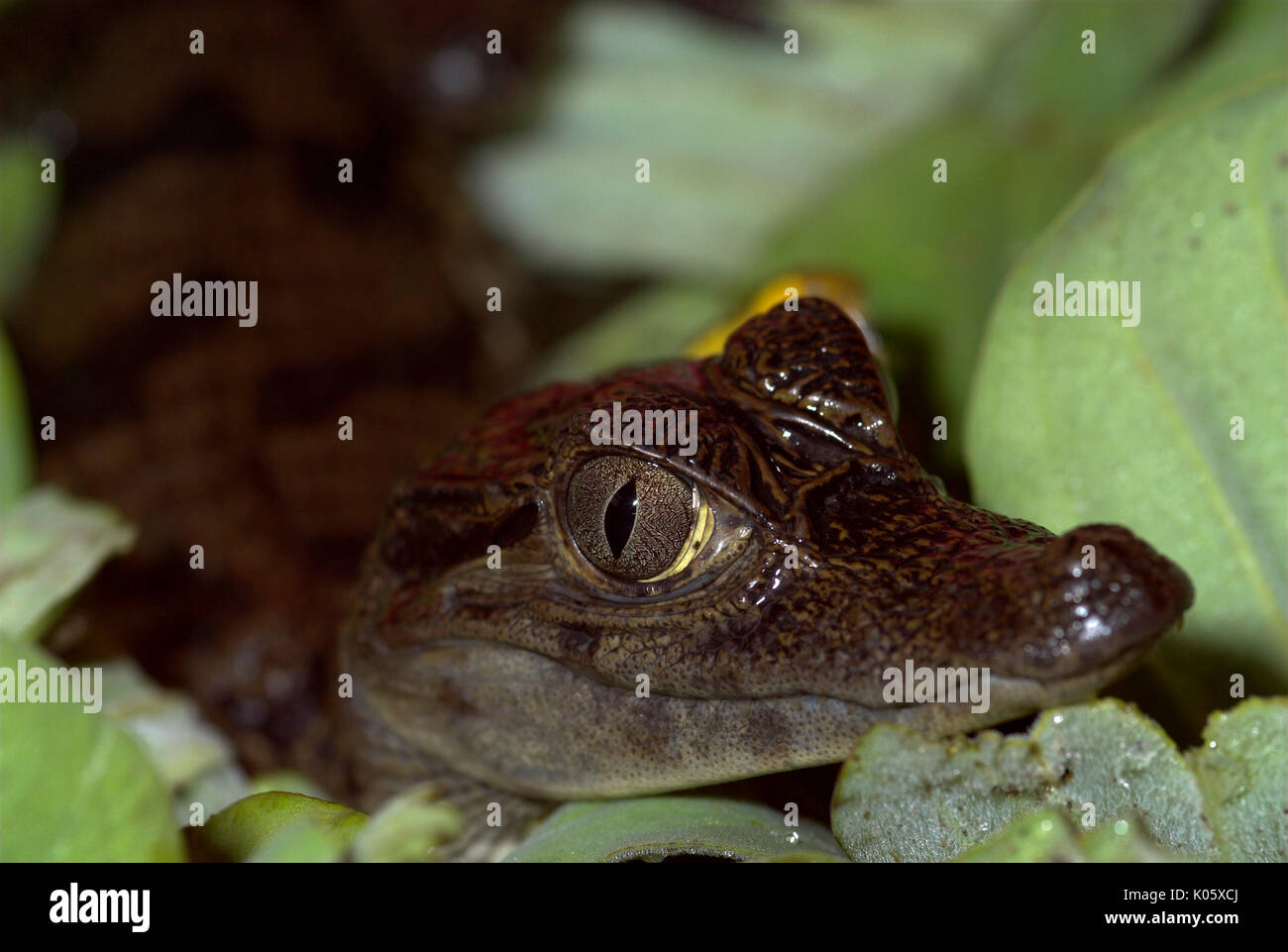 Caimen hi-res stock photography and images - Alamy