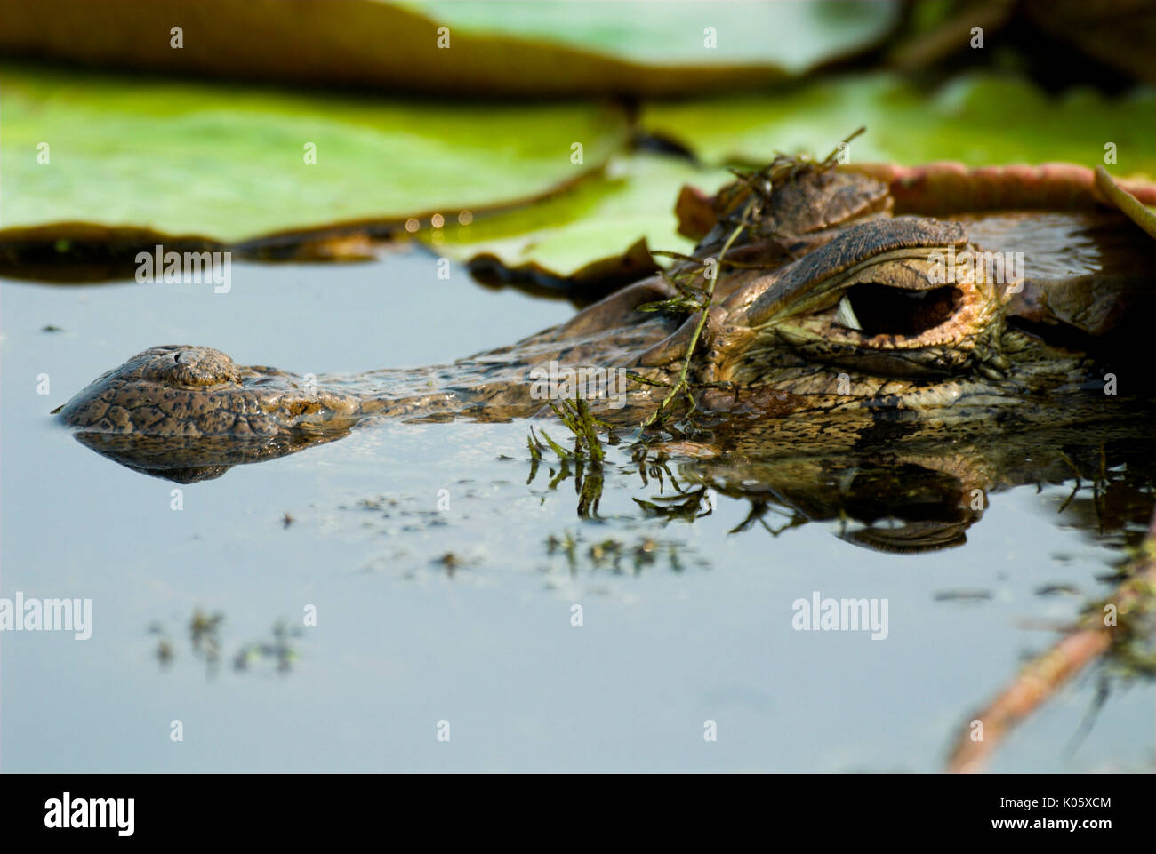 Spectacled Caimen, Caiman crocodilus, Blanco Lake, floating resting in ...