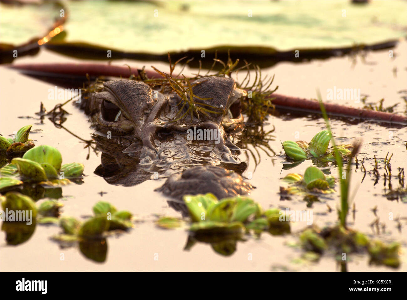 Caiman blanco hi-res stock photography and images - Alamy