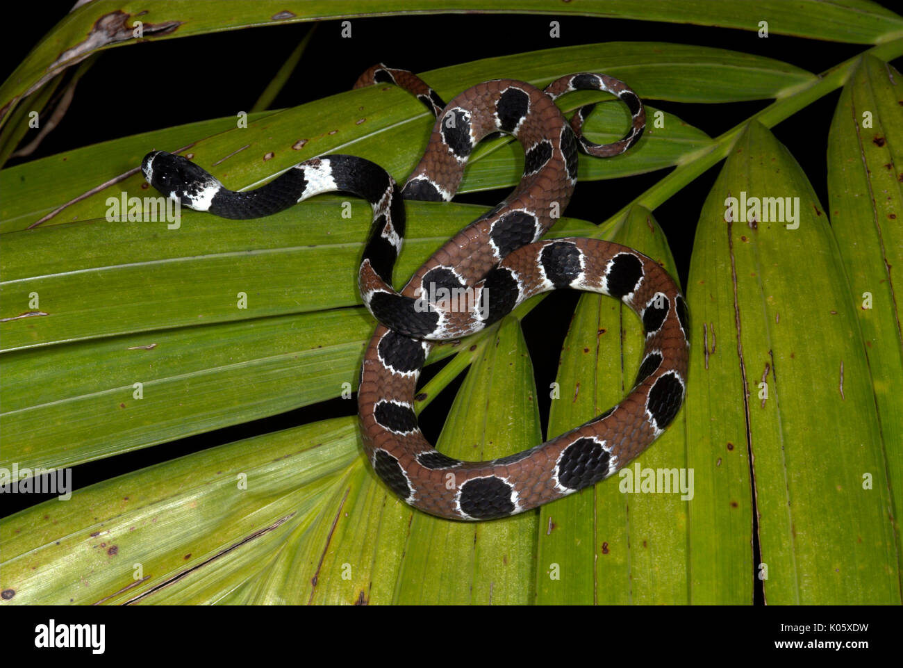 Ornate Thirst Snake or Snail Eating Snake, Dipsas catesbyi, Nauapa ...