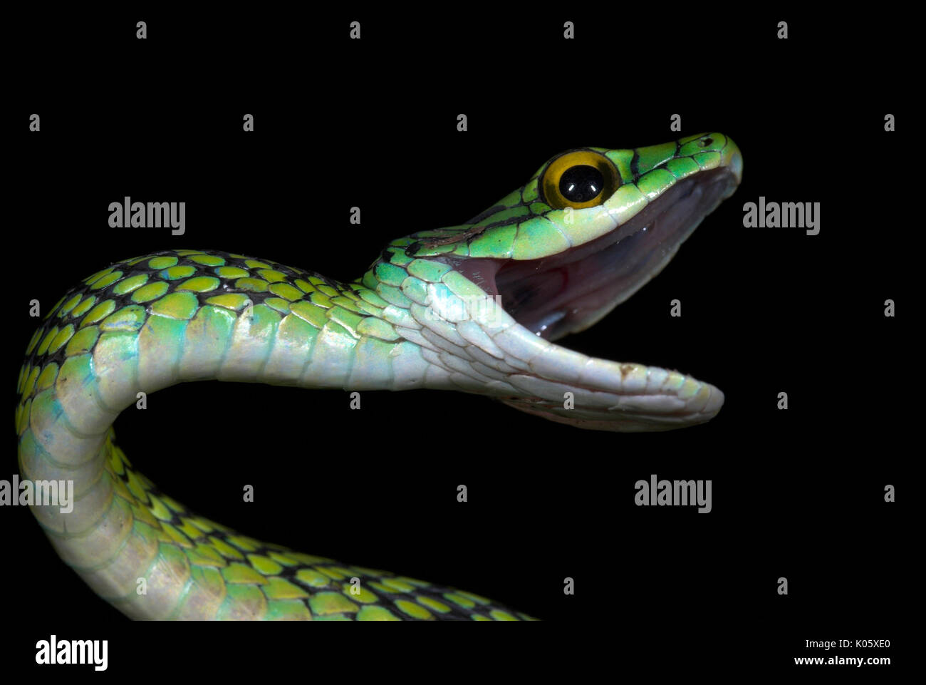 Parrot snake peru hi-res stock photography and images - Alamy