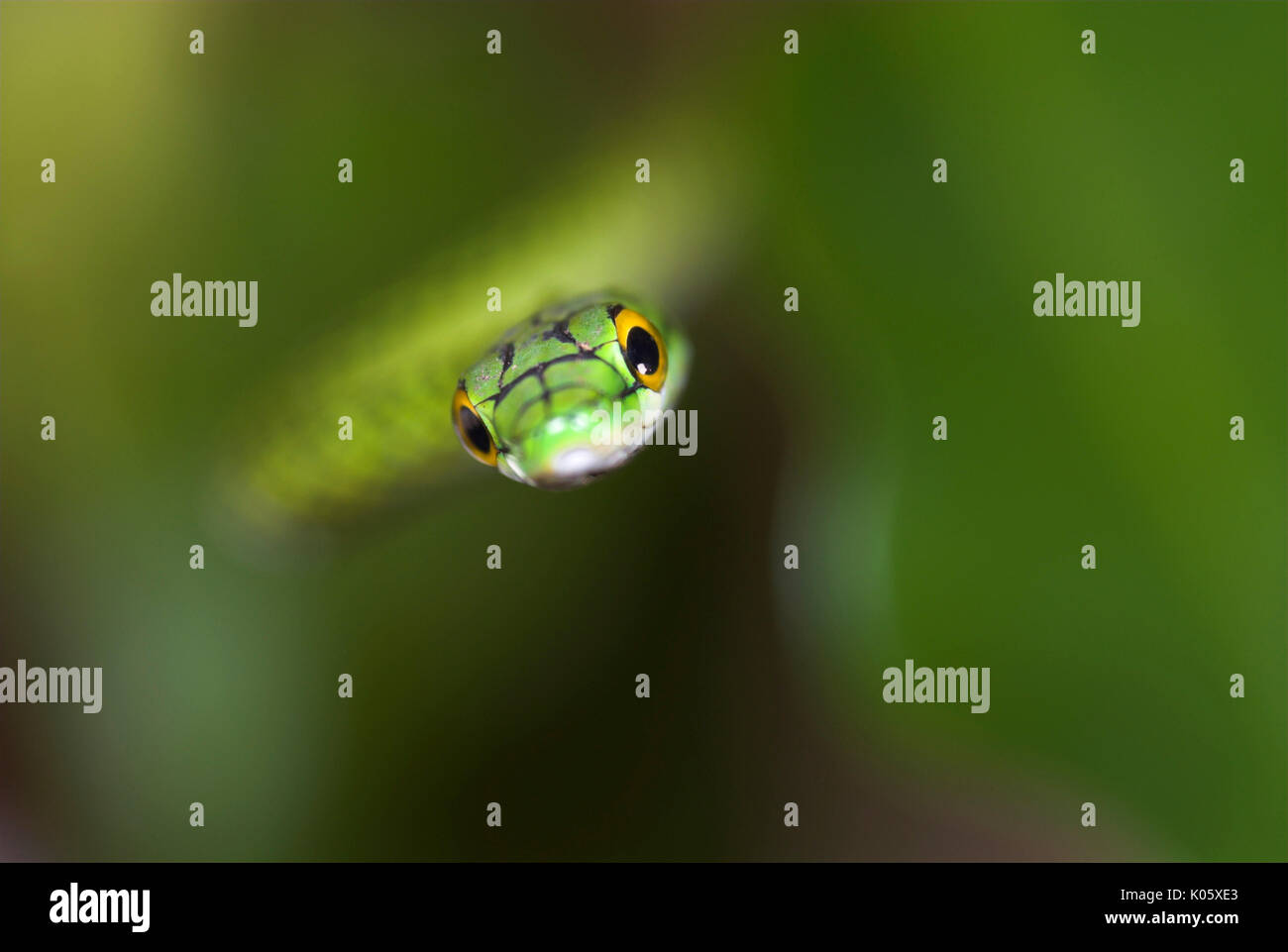 Parrot Snake Leptophis Ahaetulla High Resolution Stock Photography and ...