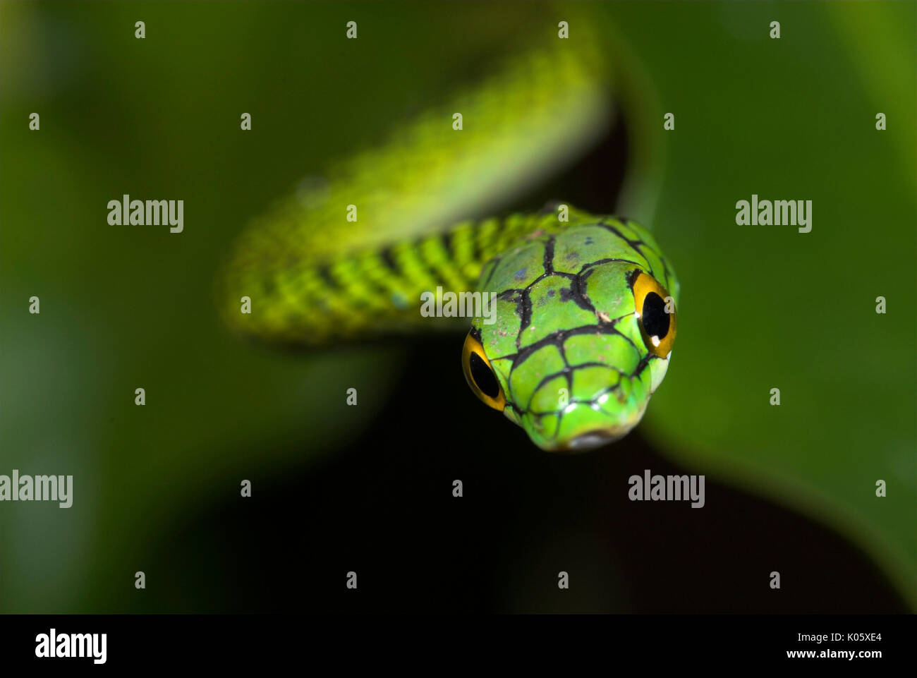 Parrot Snake Leptophis Ahaetulla High Resolution Stock Photography and ...