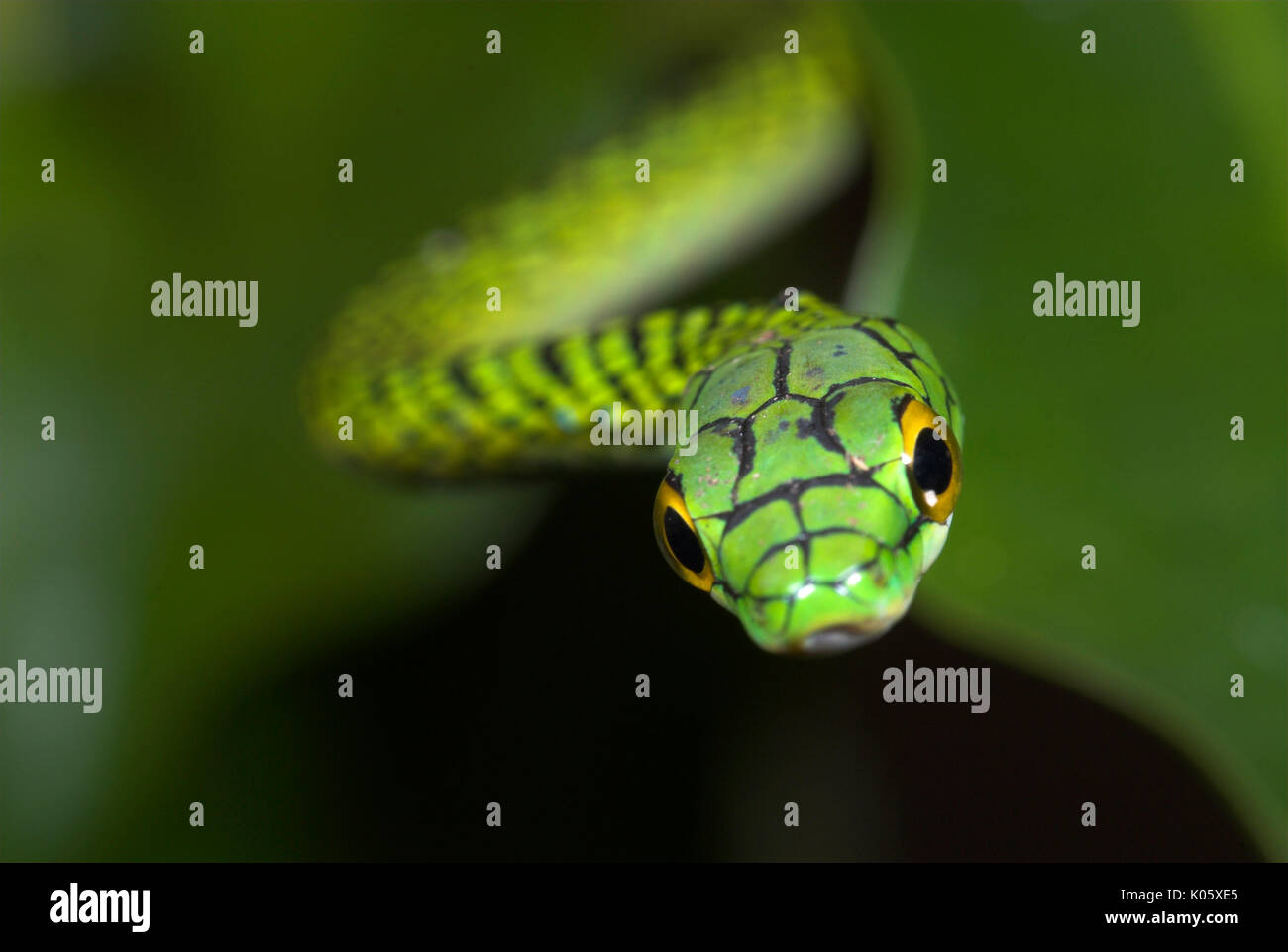 Black Skinned Parrot Snake, or Green Parrot Snake, Leptophis ahaetulla ...