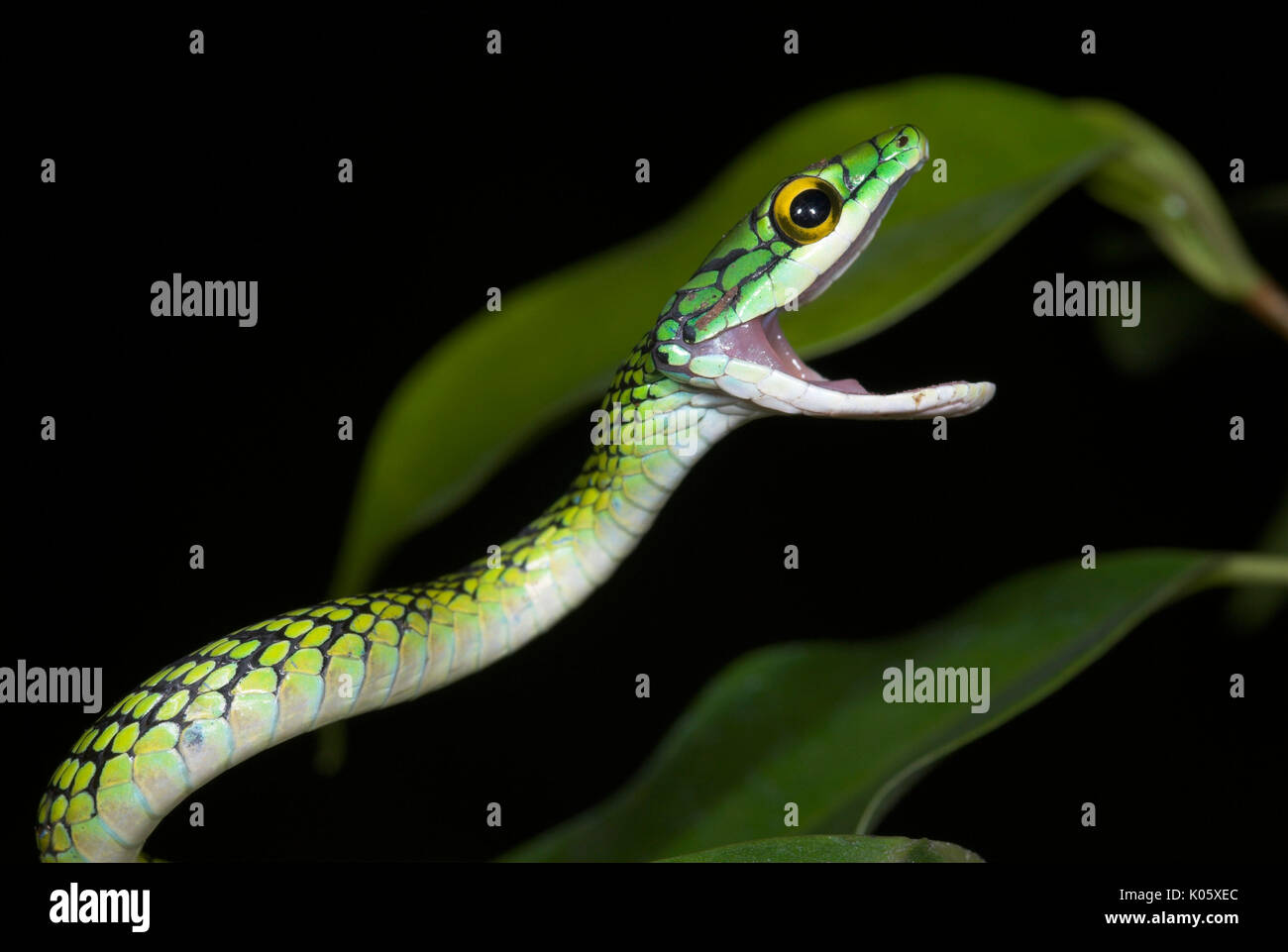 Parrot snake peru hi-res stock photography and images - Alamy