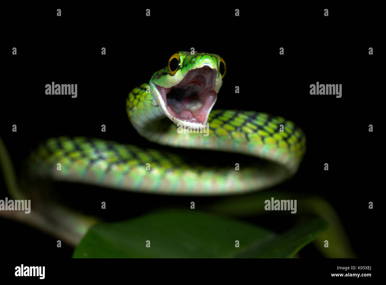 Black skinned parrot snake hi-res stock photography and images - Alamy