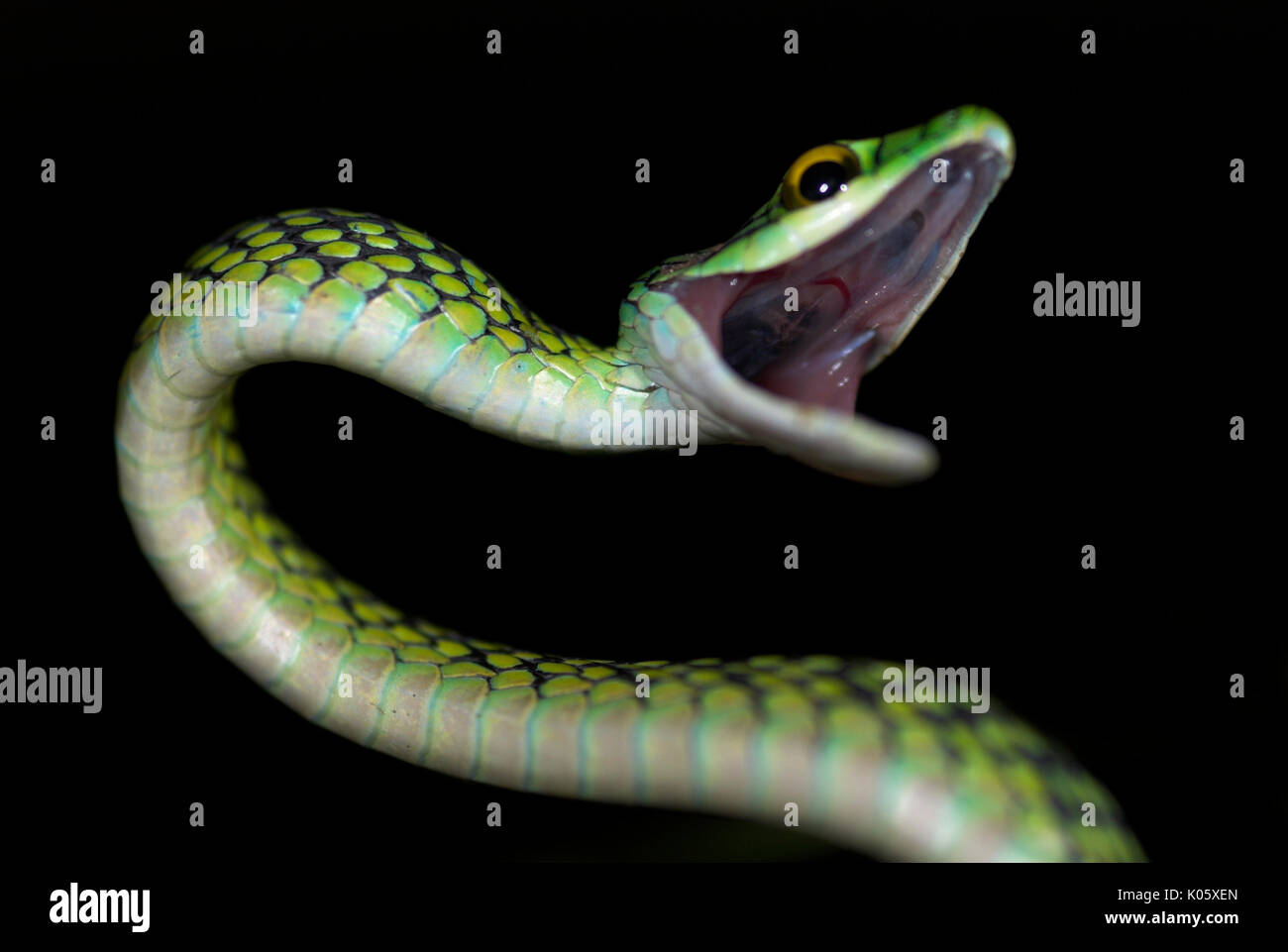 Black Skinned Parrot Snake, or Green Parrot Snake, Leptophis ahaetulla ...