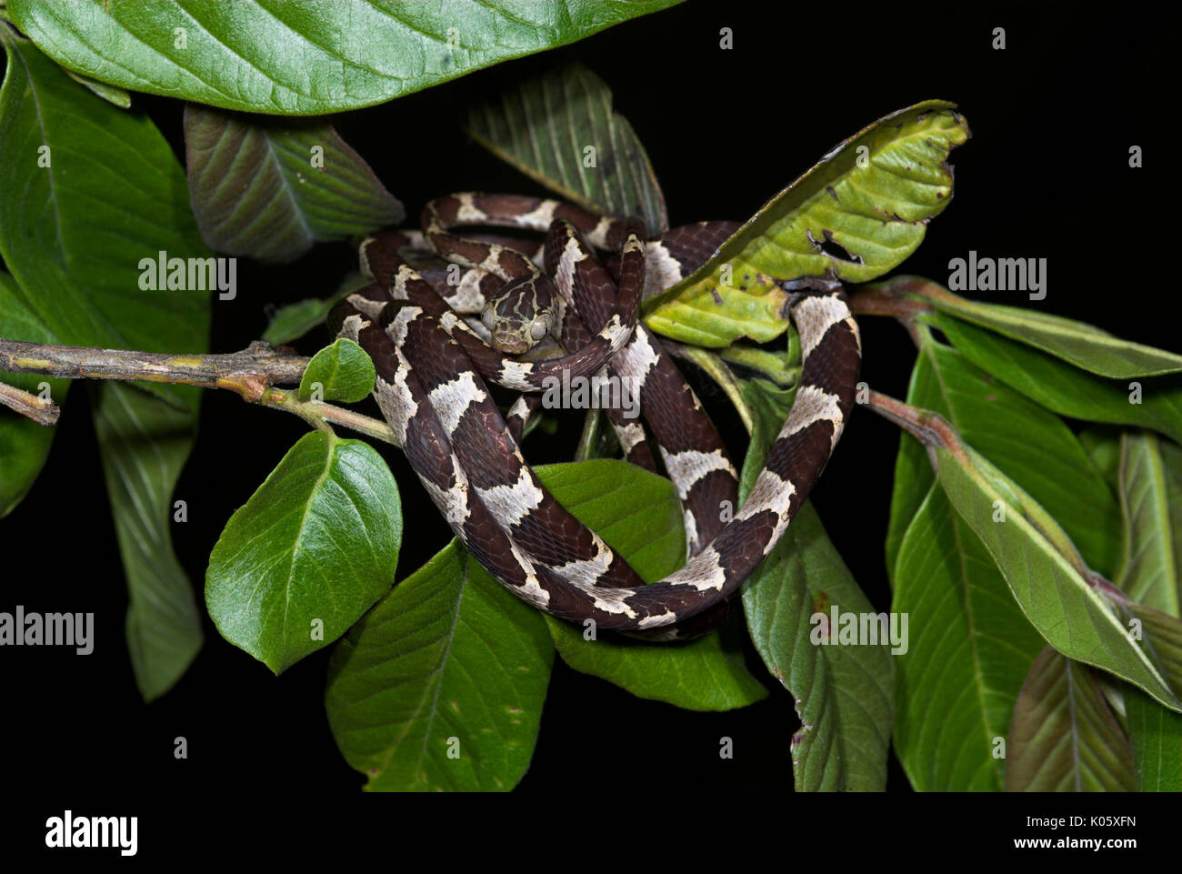 Peru slender snake hi-res stock photography and images - Alamy