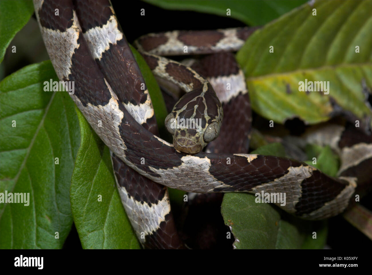 Blunt Headed Tree Snake, Imantodes cenchoa, curled on leaves of shrub ...