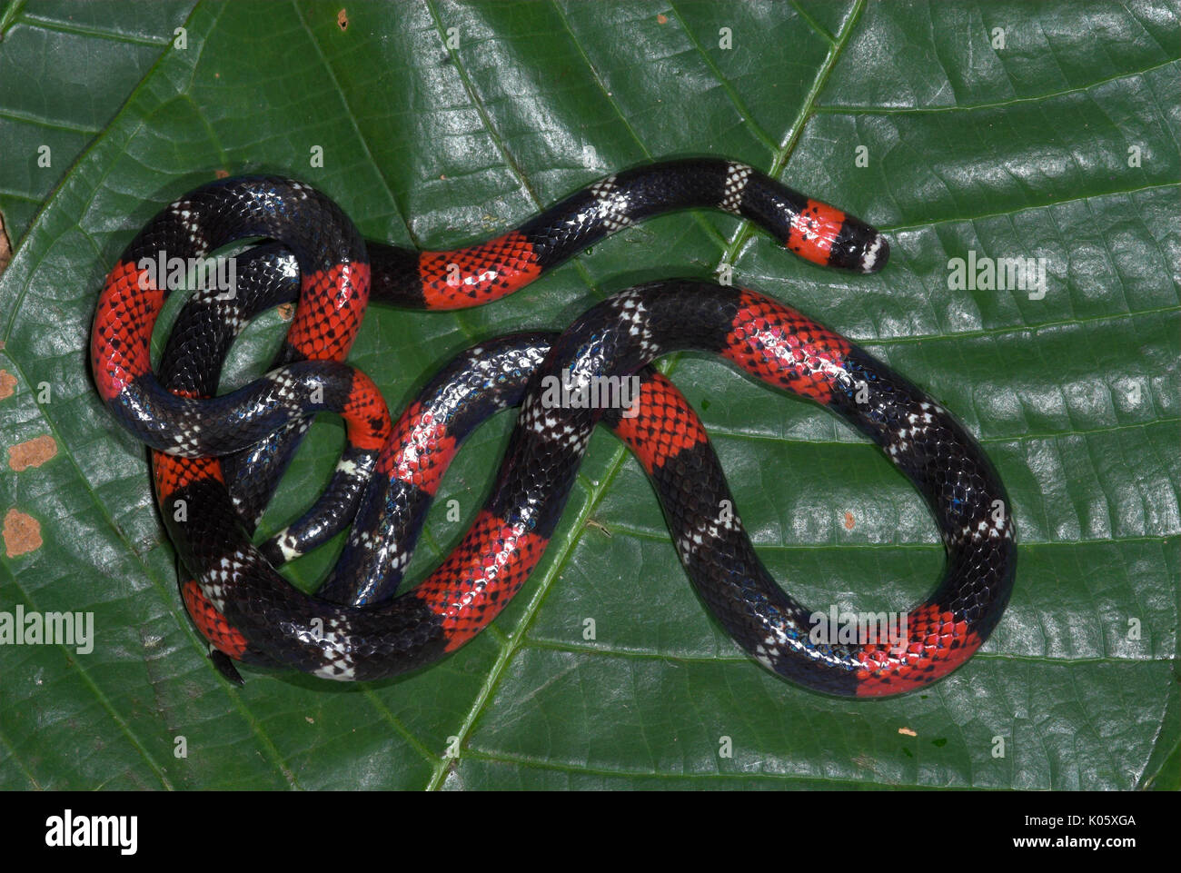 South American Coral Snake, Micrurus lemniscatus, Iquitos, Peru, curled ...