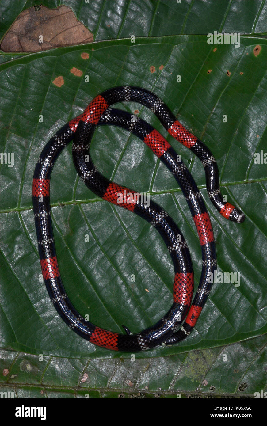 South American Coral Snake, Micrurus lemniscatus, Iquitos, Peru, curled ...