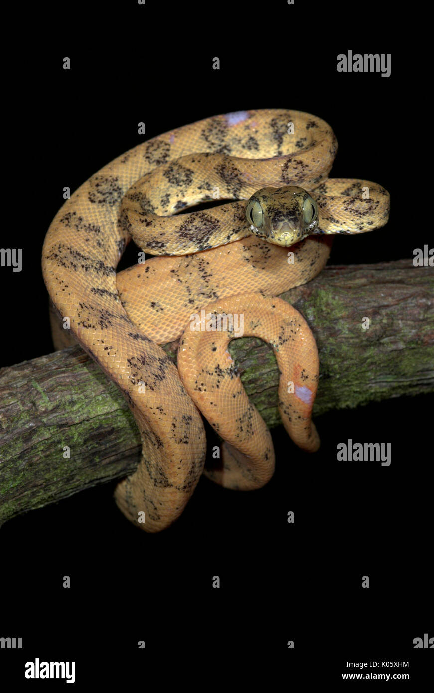 Snake curled around tree hi-res stock photography and images - Alamy