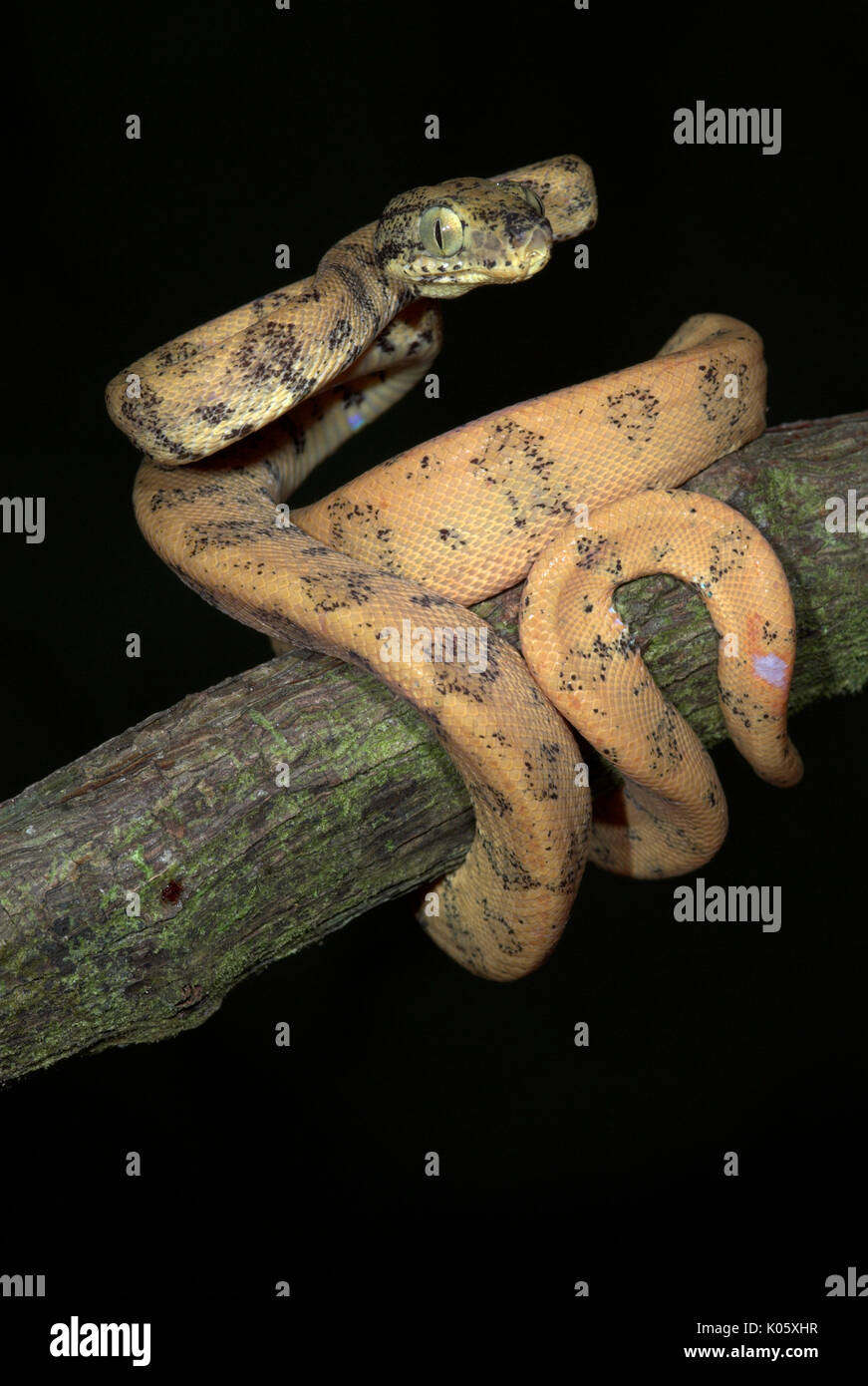 Amazon Tree Boa, Corallus hortulanus, Iquitos, Peru, arboreal ...