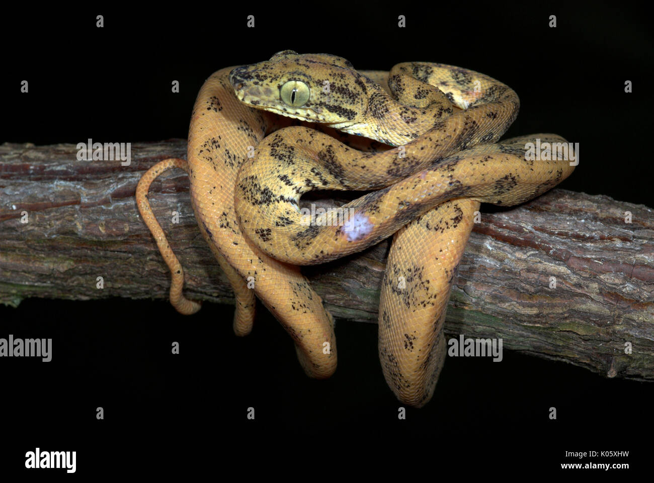 Amazon Tree Boa, Corallus hortulanus, Iquitos, Peru, arboreal ...