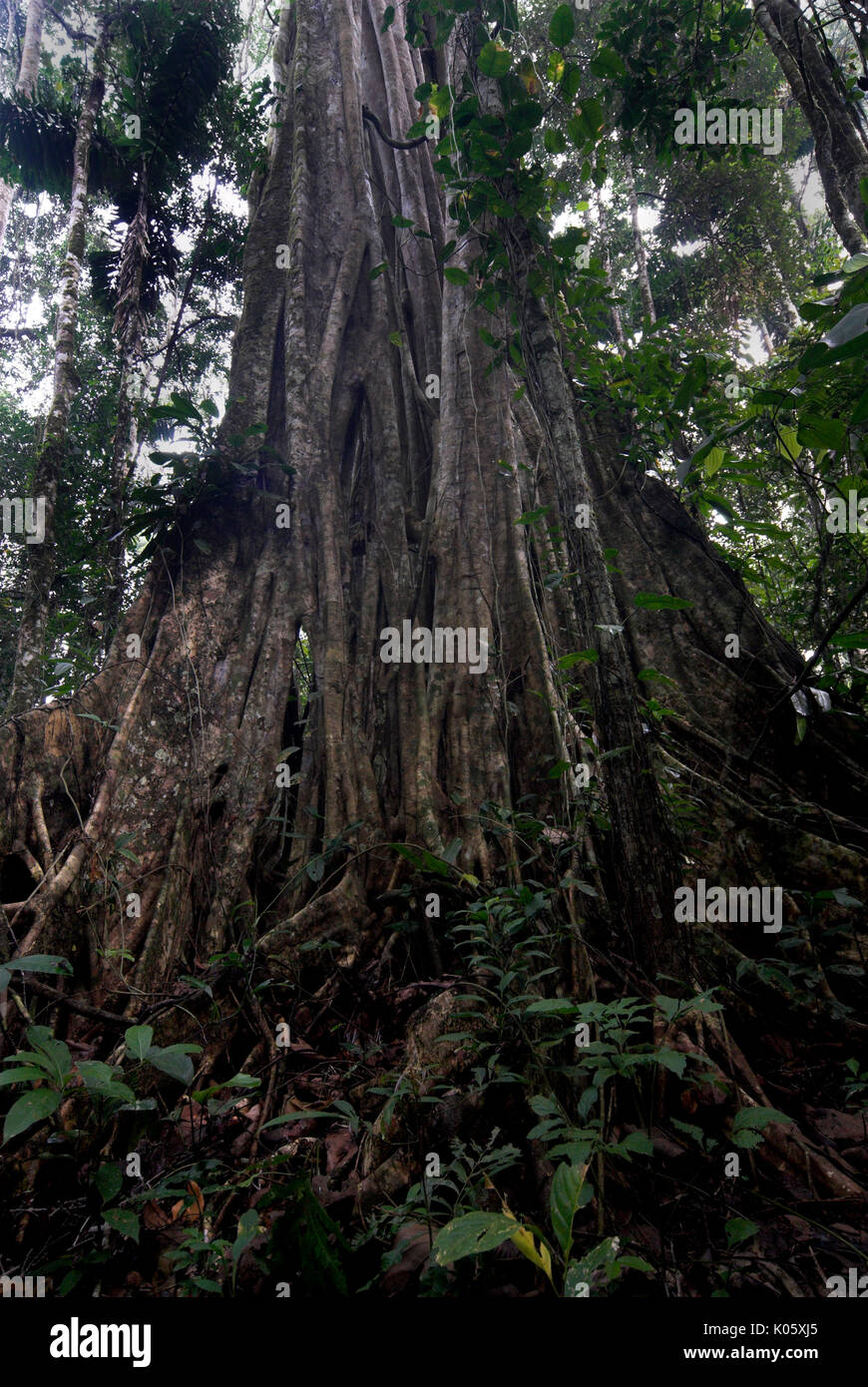 Strangler fig south america hi-res stock photography and images - Alamy