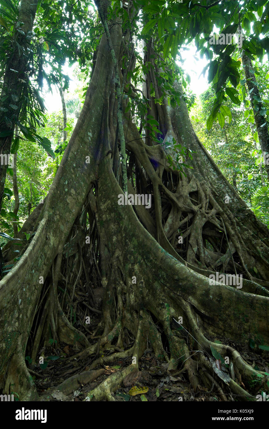 Strangler fig south america hi-res stock photography and images - Alamy
