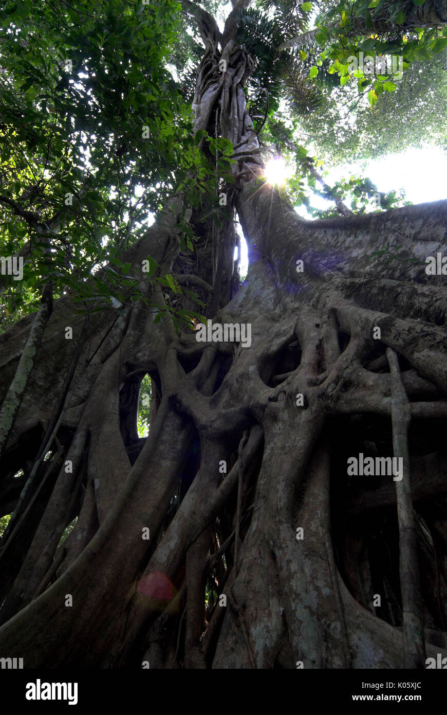 Strangler Fig, Ficus sp, Manu, Peru, tropical jungle, primary forest ...