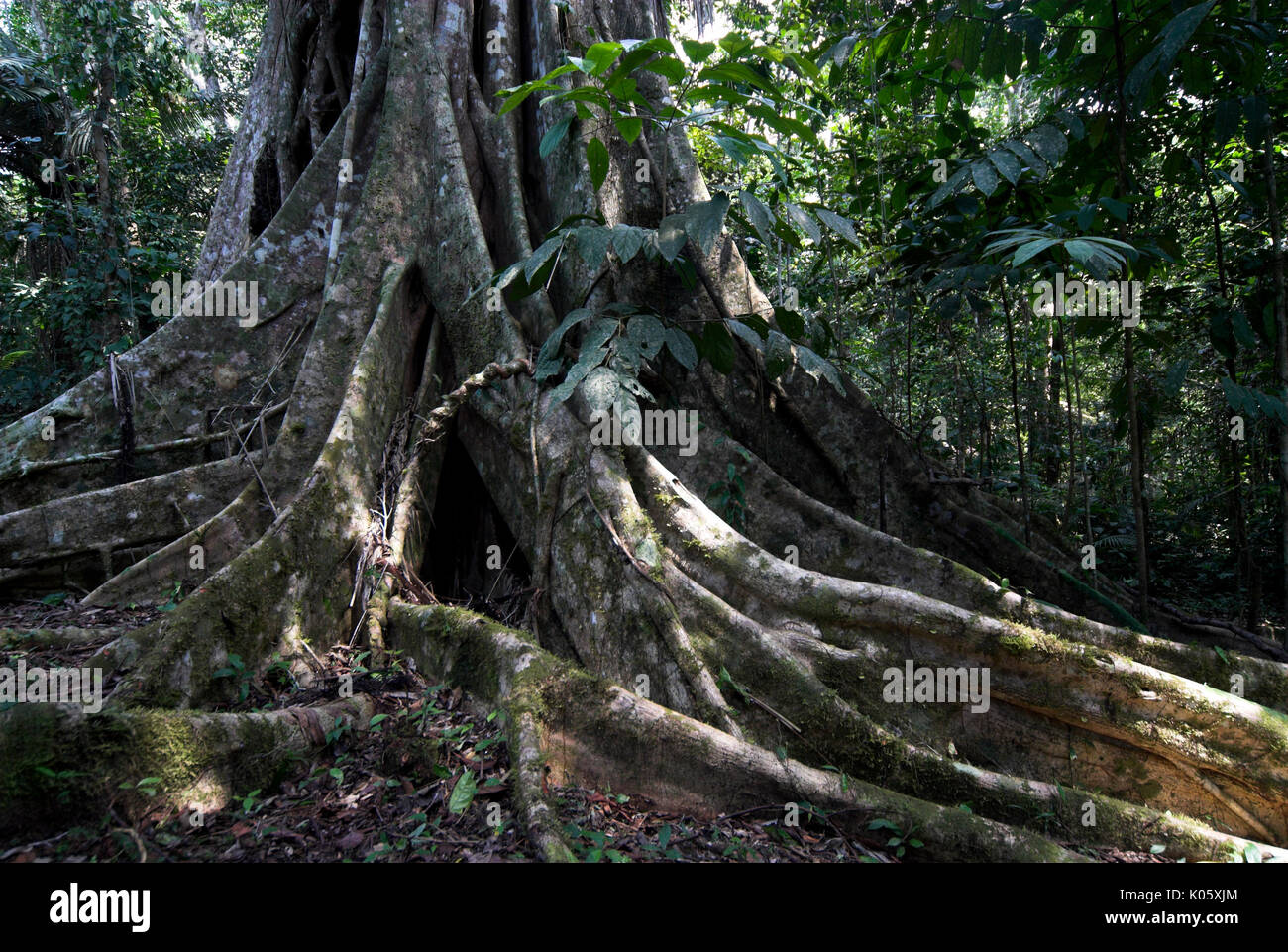 Strangler Fig Tree, Ficus sp, Rio Tigre Jungle, Iquitos, Peru ...