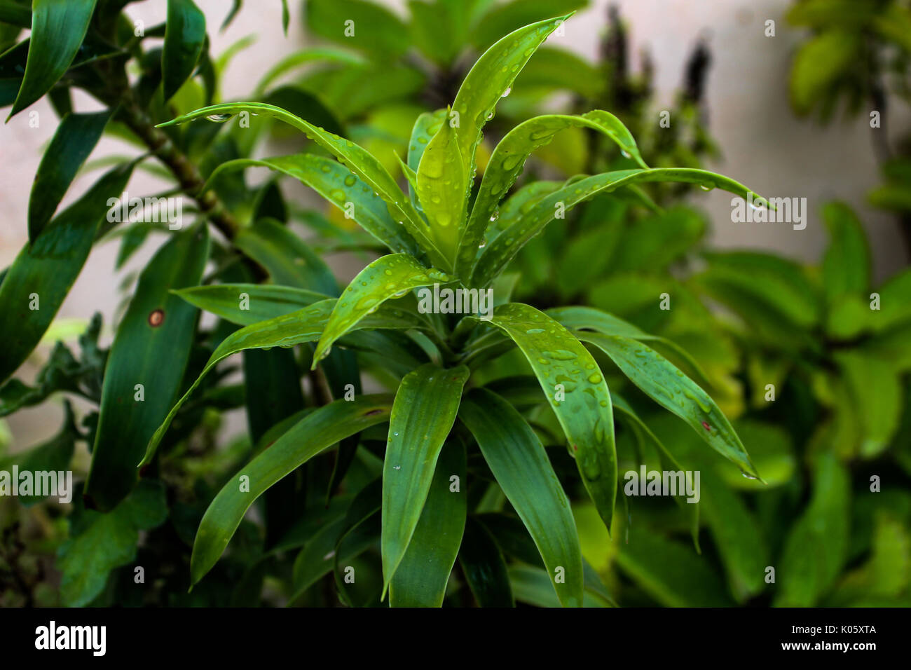 water droplets on plant leaves Stock Photo - Alamy