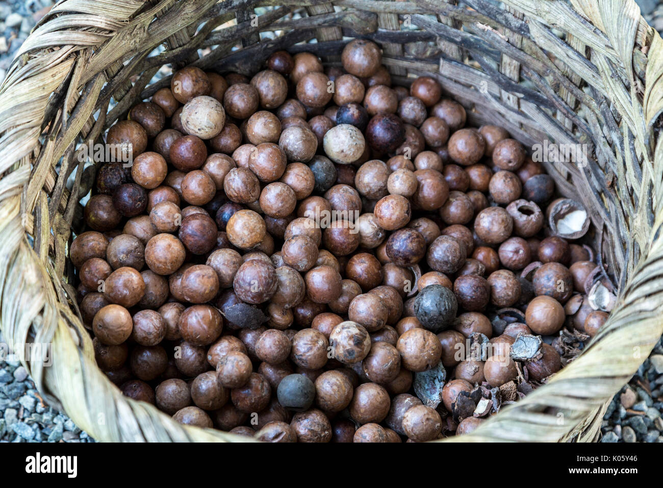 Costa Rica. Hulled Macadamia Nuts Stock Photo - Alamy