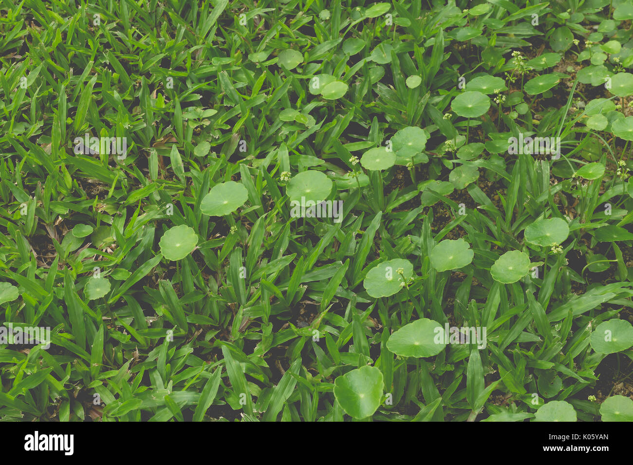 green grass in the garden and image processed in vintage asian style ...