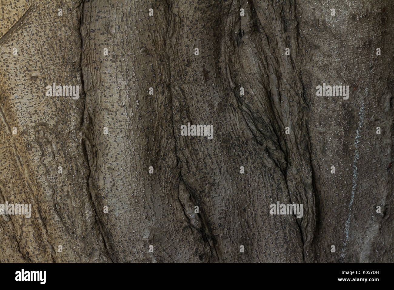 Close up of gnarled tree roots intertwined Stock Photo - Alamy