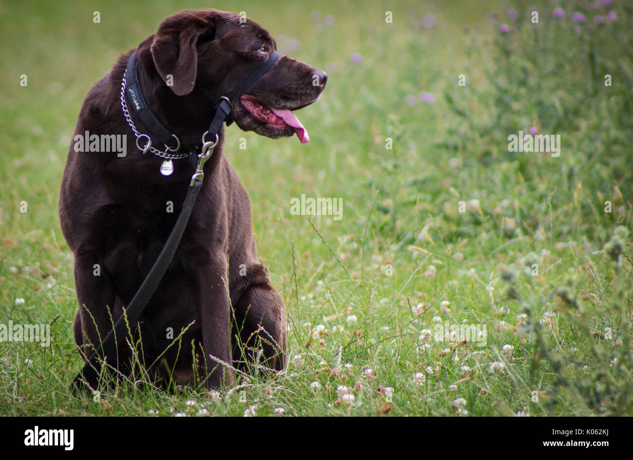 Field labrador hi-res stock photography and images - Alamy