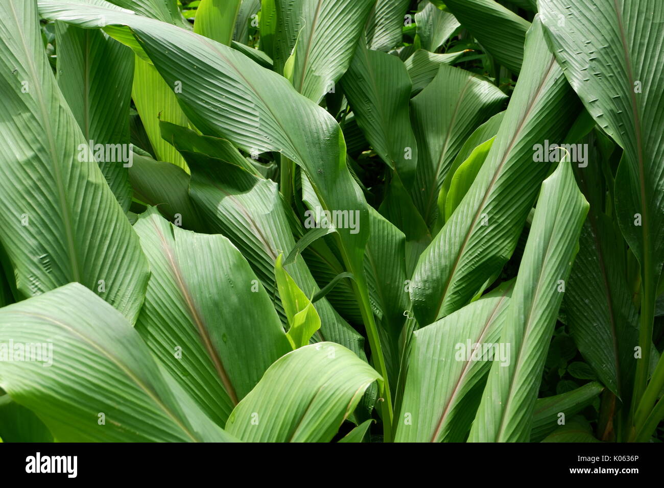 Tropical leaf wallpaper hi-res stock photography and images - Alamy