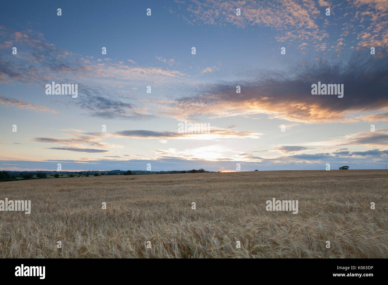 Barley field at sunset hi-res stock photography and images - Alamy