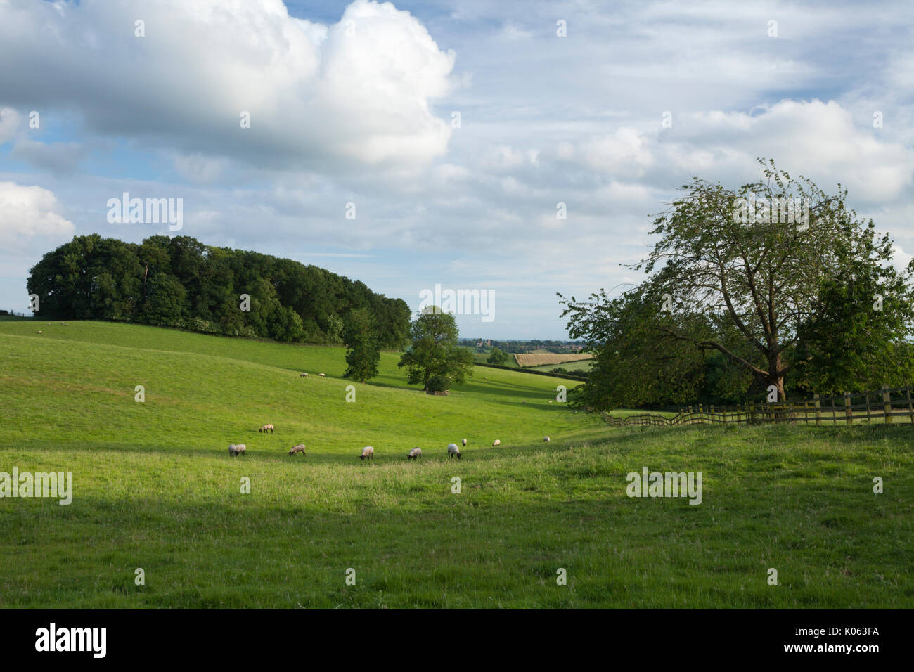 The undulating folds of a pastoral landscape with sheep grazing green ...