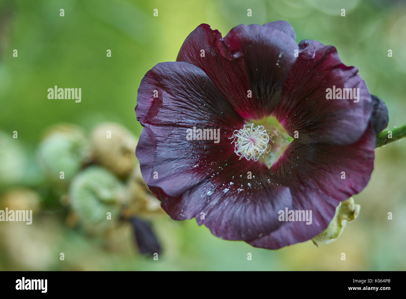 Alcea rosea nigra common hollyhock black flower close up Stock Photo ...
