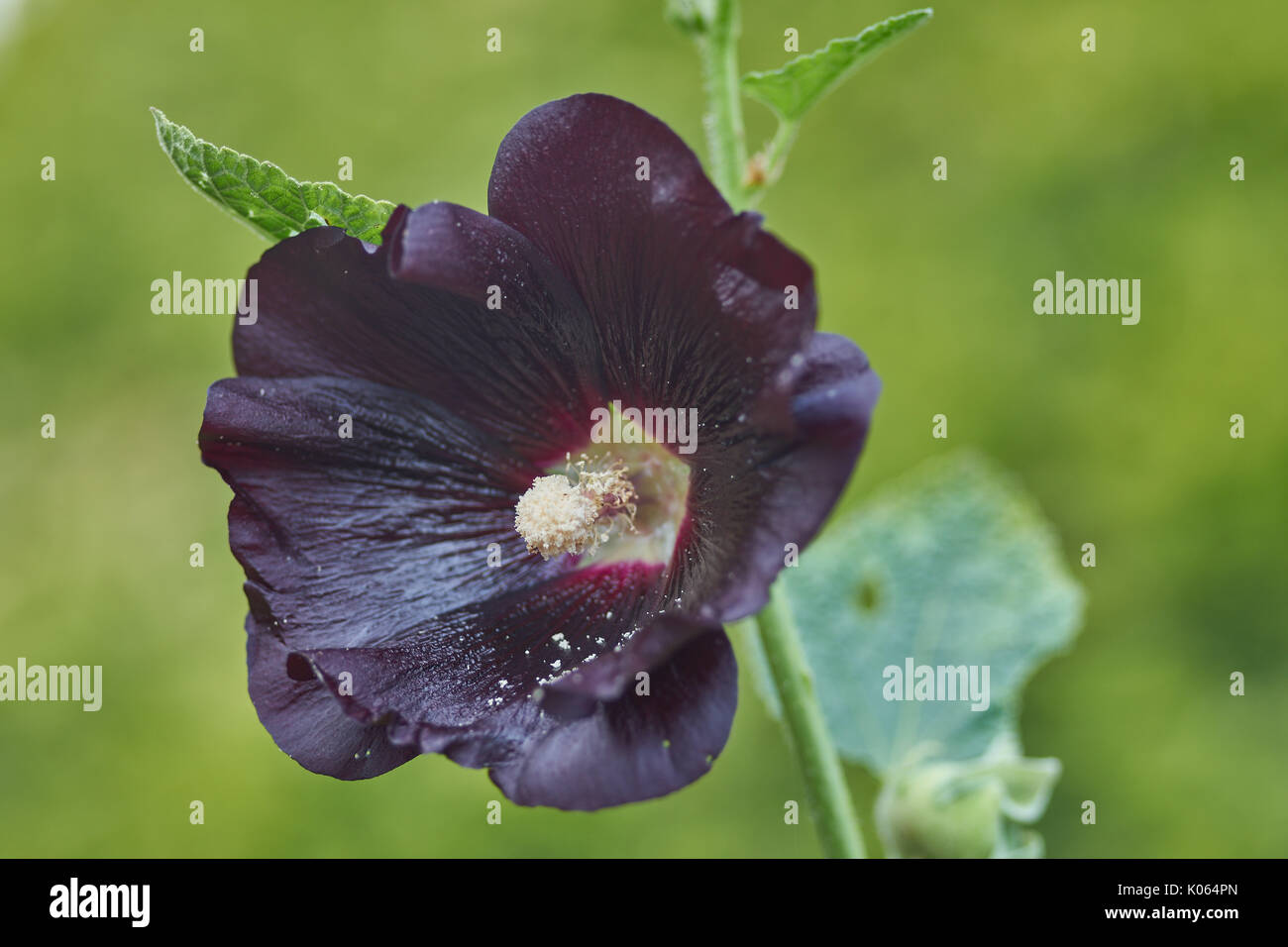 Alcea rosea nigra hi-res stock photography and images - Alamy