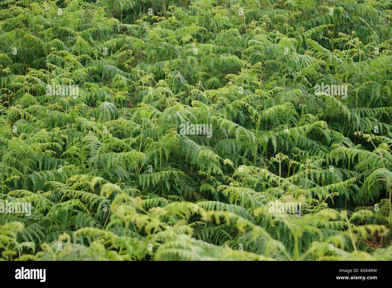 Atmospheric wallpaper hi-res stock photography and images - Alamy