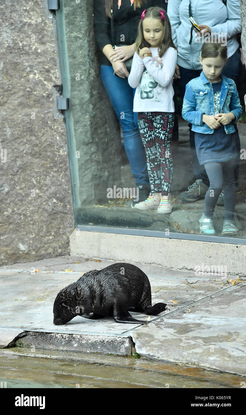 Prague, Czech Republic. 21st Aug, 2017. In May born cub of South ...