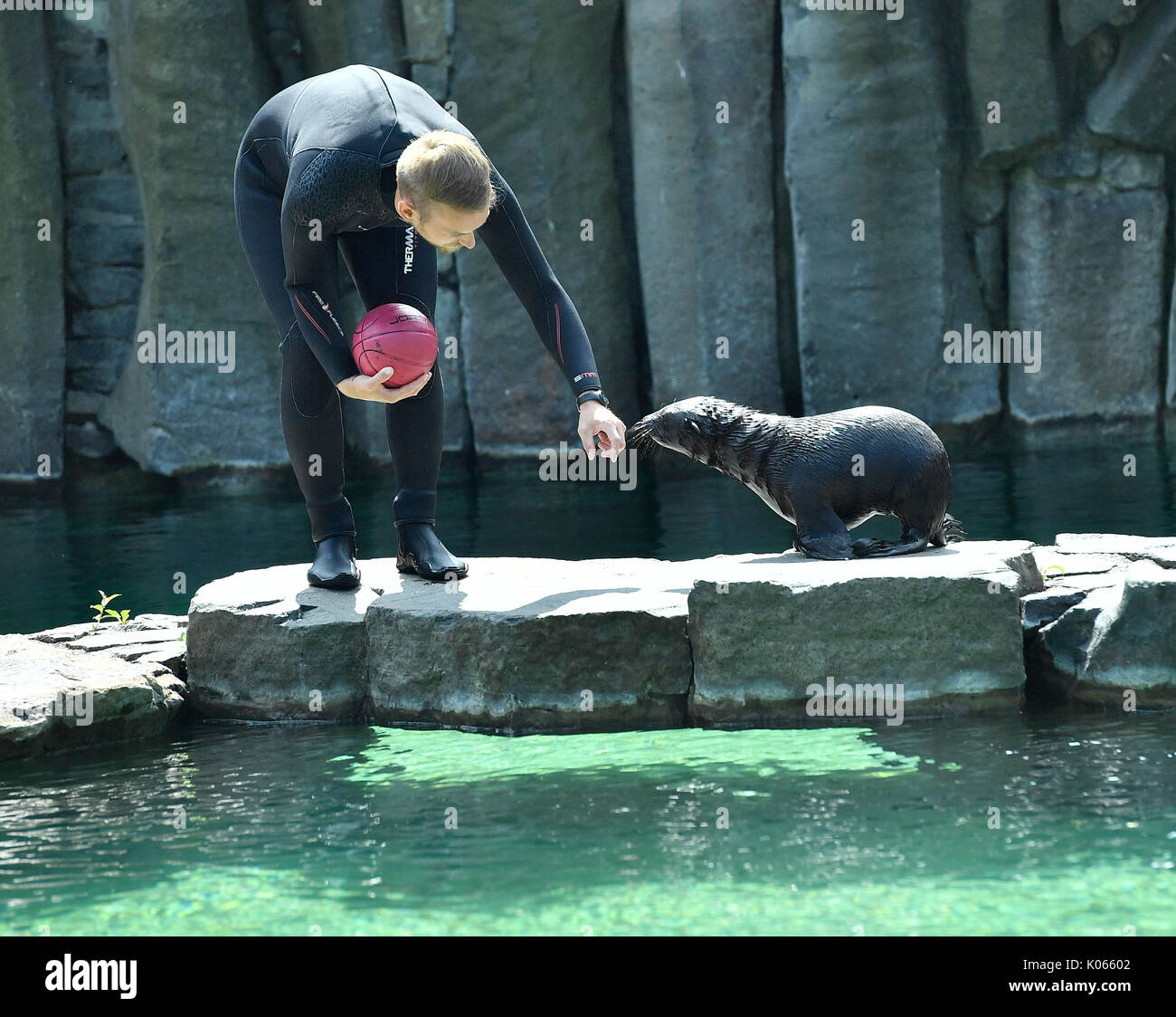 Prague, Czech Republic. 21st Aug, 2017. In May born cub of South ...