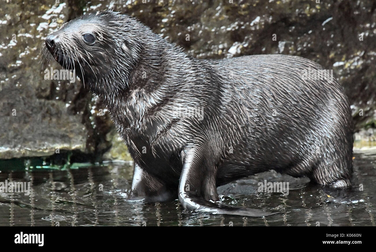Prague, Czech Republic. 21st Aug, 2017. In May born cub of South ...