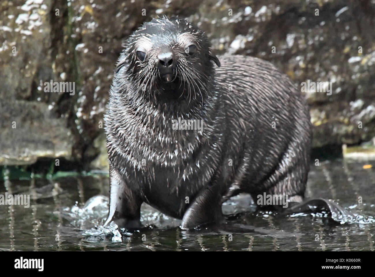Prague, Czech Republic. 21st Aug, 2017. In May born cub of South ...