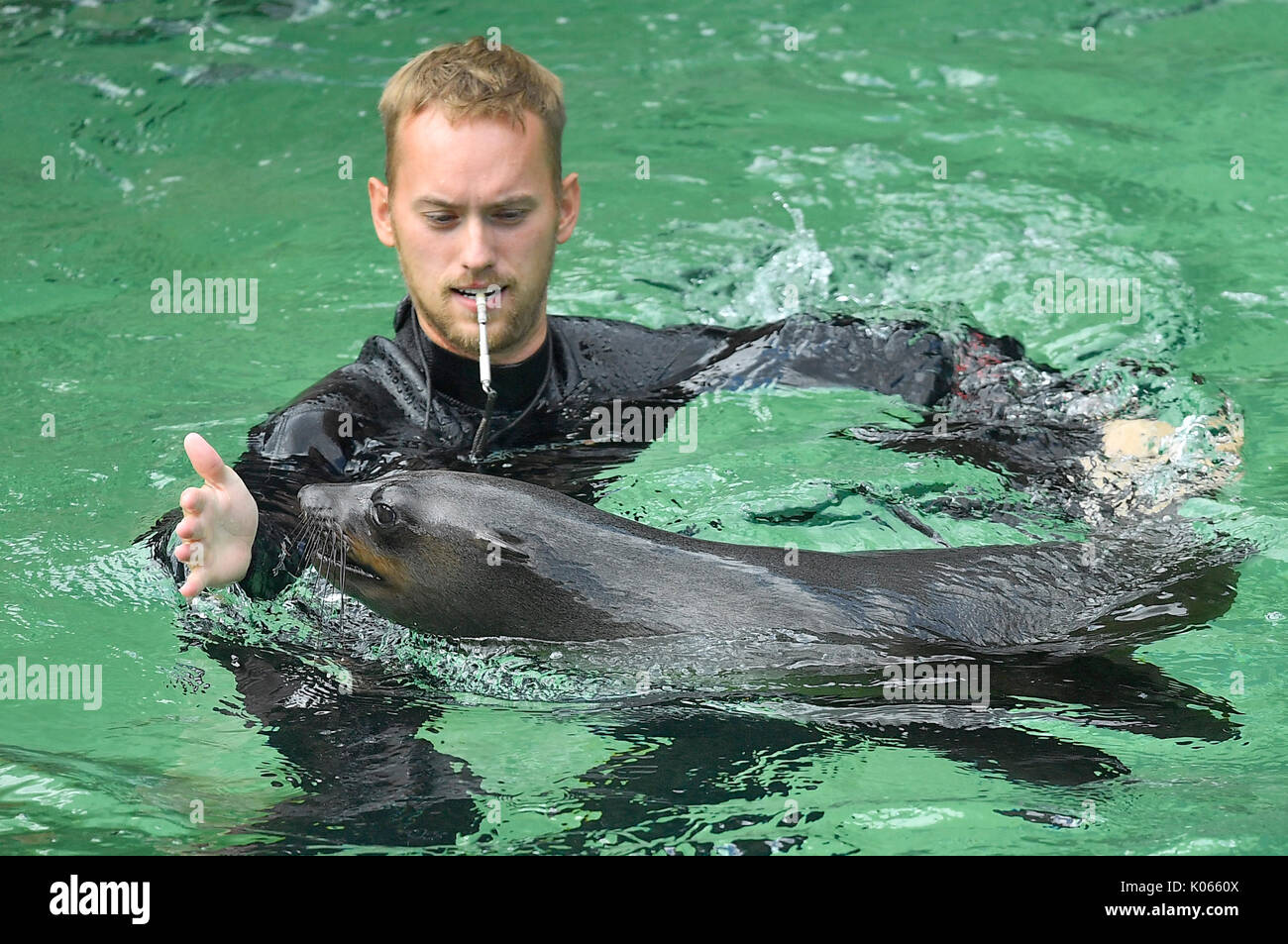 Prague, Czech Republic. 21st Aug, 2017. A South-African fur seal ...