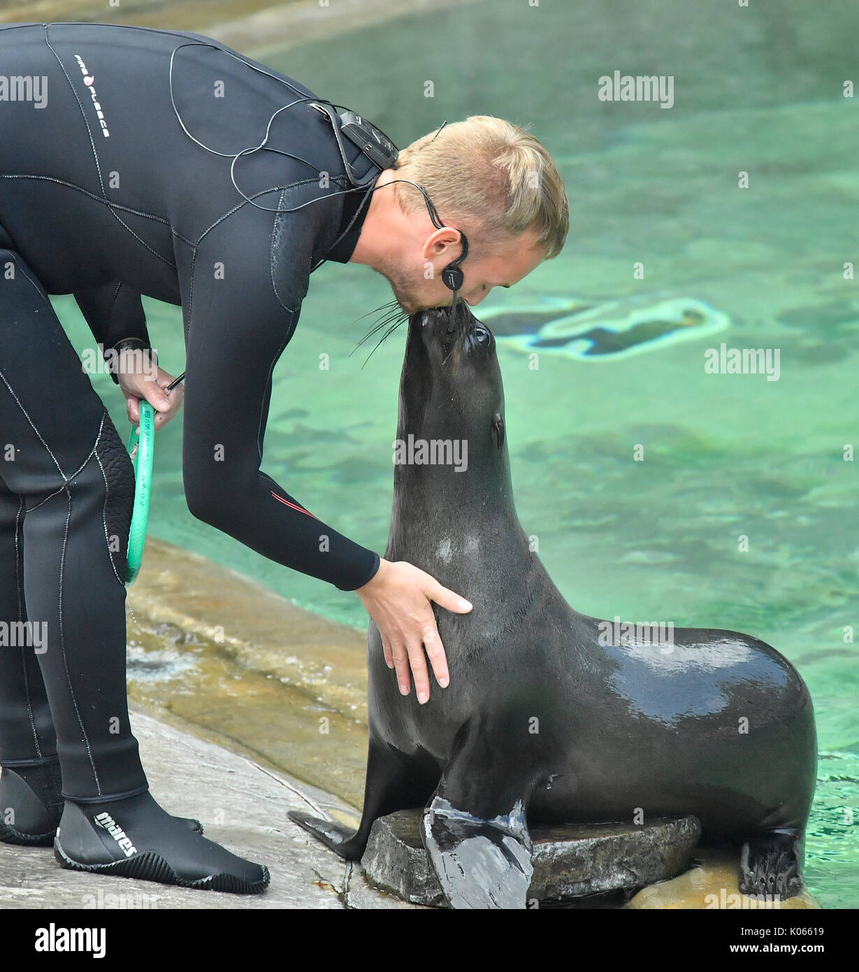 Prague, Czech Republic. 21st Aug, 2017. A South-African fur seal ...